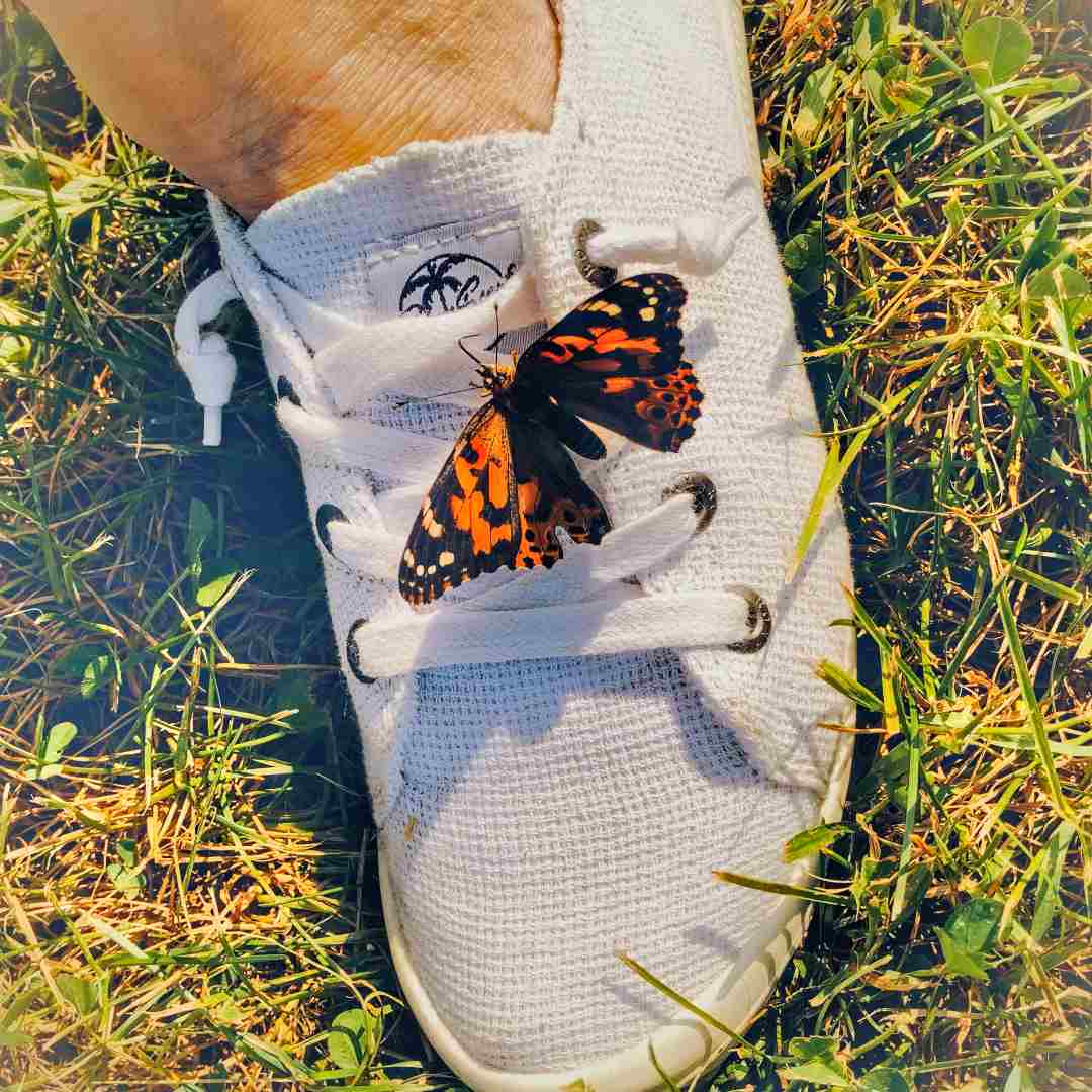 Butterfly Release to Remember & Honor Loved Ones | VITAS Healthcare